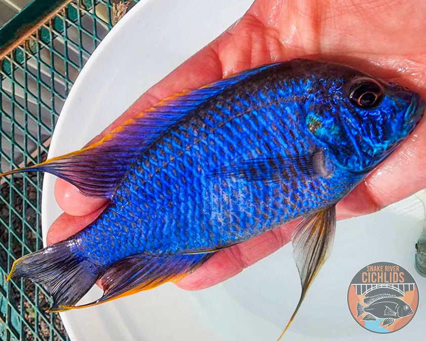 Red Top Lwanda Peacock Cichlid – Snake River Cichlids
