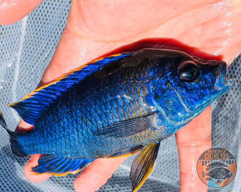Red Top Lwanda Peacock Cichlid – Snake River Cichlids