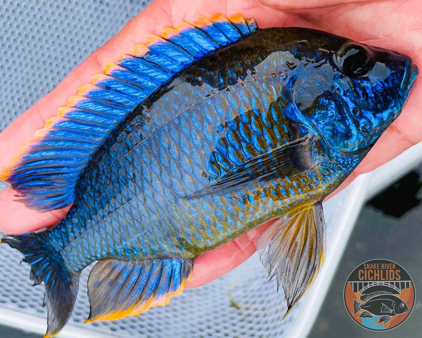 Red Top Lwanda Peacock Cichlid – Snake River Cichlids
