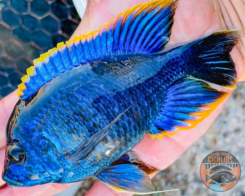 Red Top Lwanda Peacock Cichlid – Snake River Cichlids