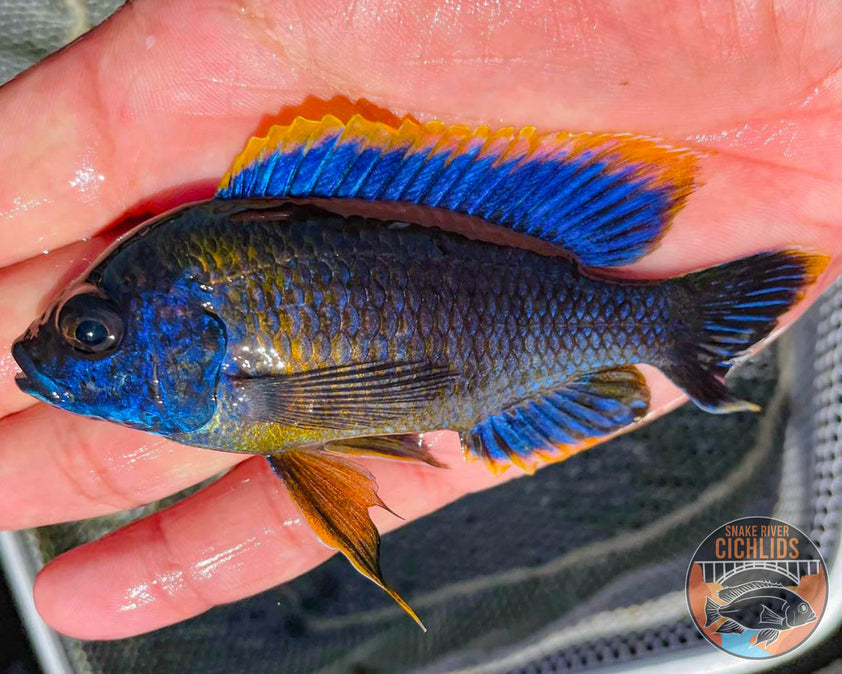 Red Top Lwanda Peacock Cichlid – Snake River Cichlids