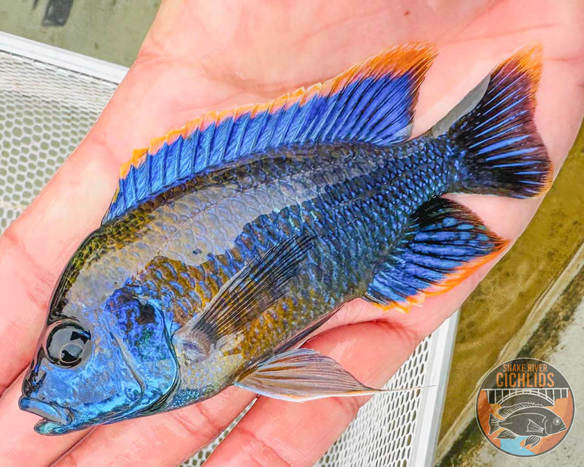 Red Top Lwanda Peacock Cichlid – Snake River Cichlids