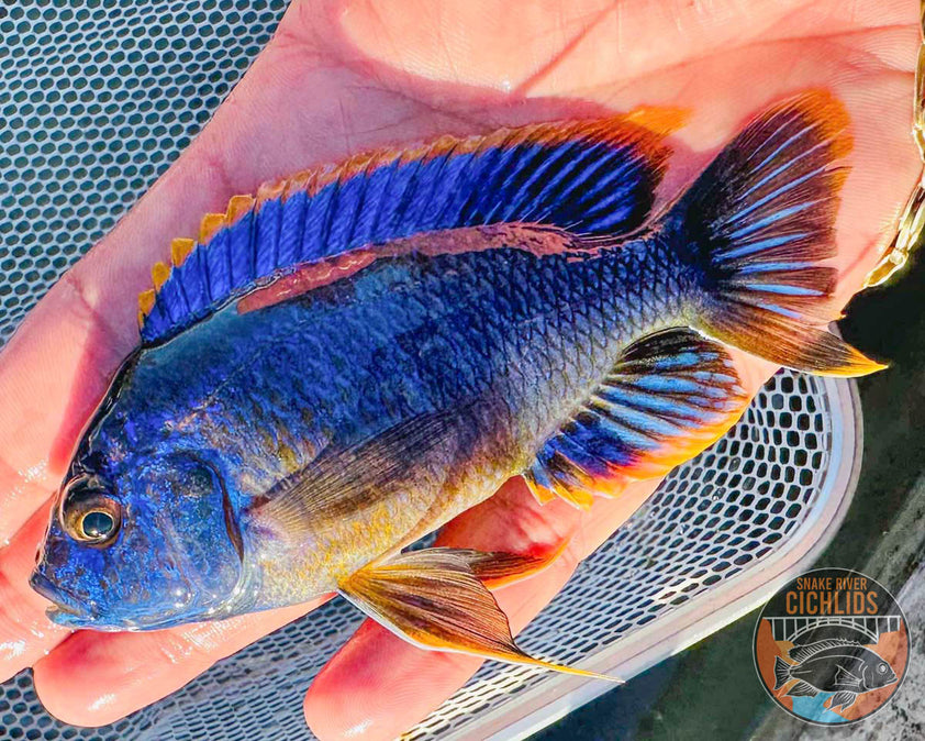 Red Top Lwanda Peacock Cichlid – Snake River Cichlids