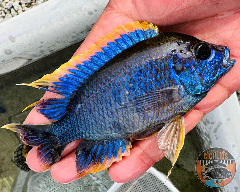 Red Top Lwanda Peacock Cichlid – Snake River Cichlids