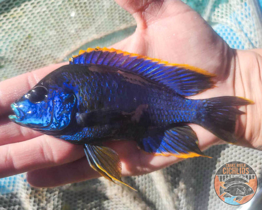Red Top Lwanda Peacock Cichlid – Snake River Cichlids