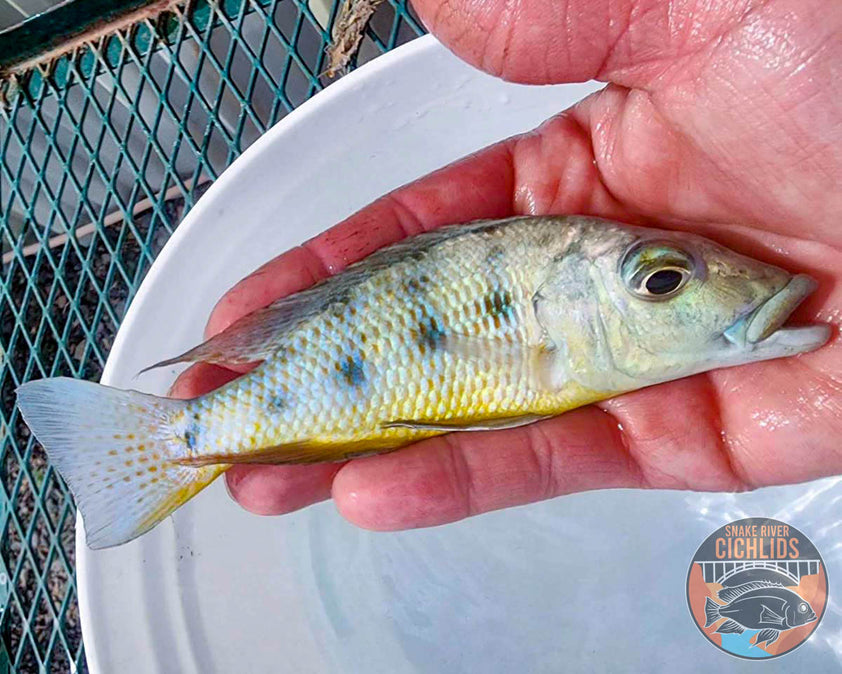 Sand Diver Hap Cichlid – Snake River Cichlids