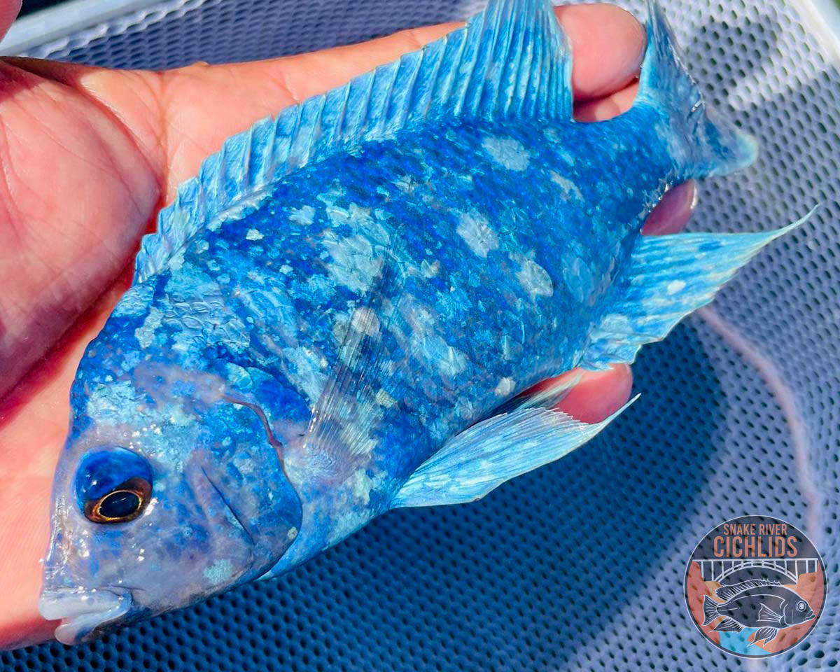 Star Sapphire Hap Cichlid – Snake River Cichlids