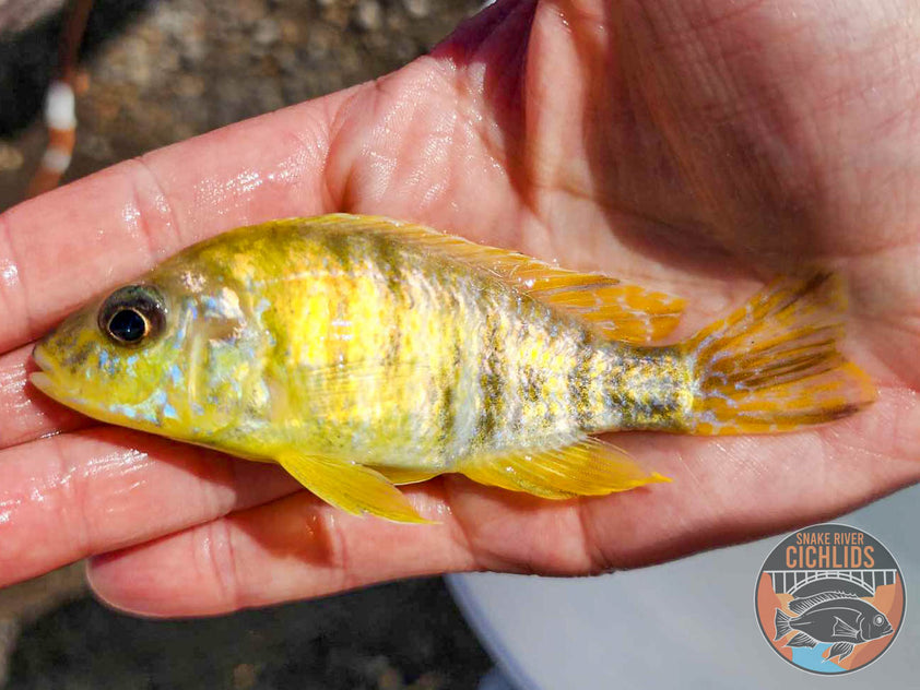 Sunshine OB Cichlid – Snake River Cichlids