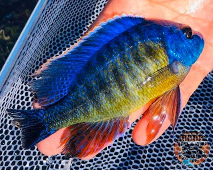 Taiwan Reef Hap Cichlid – Snake River Cichlids