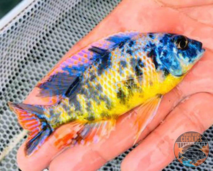 Taiwan Reef OB Cichlid – Snake River Cichlids