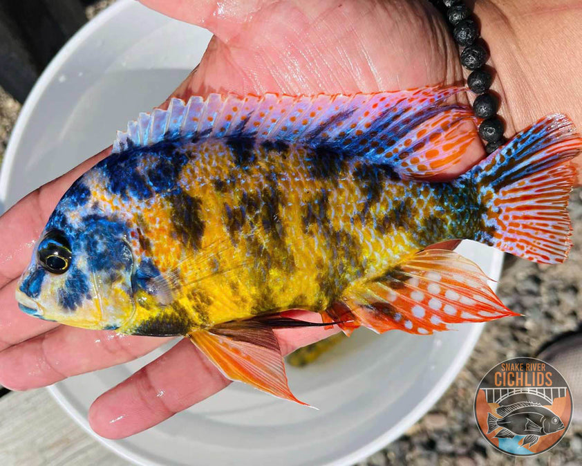 Taiwan Reef OB Cichlid – Snake River Cichlids