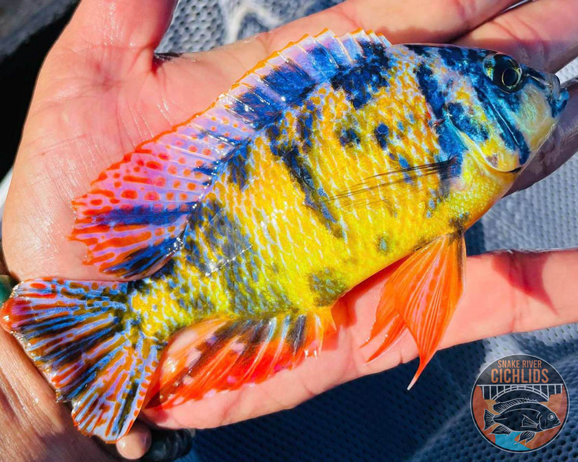 Taiwan Reef OB Cichlid – Snake River Cichlids