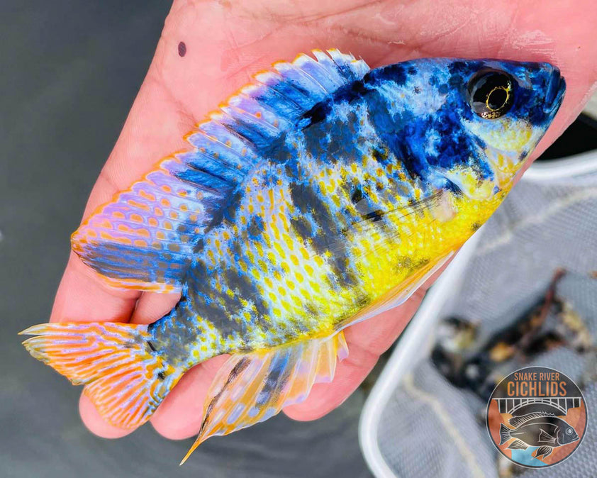 Taiwan Reef OB Cichlid – Snake River Cichlids