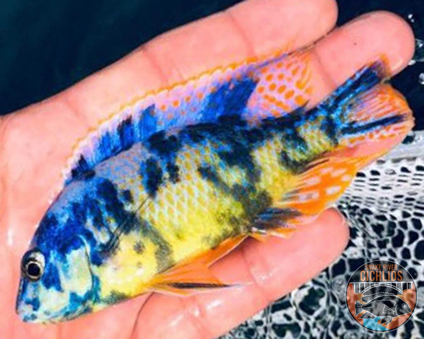 Taiwan Reef OB Cichlid – Snake River Cichlids