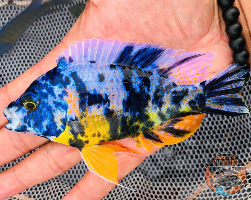 Taiwan Reef OB Cichlid – Snake River Cichlids