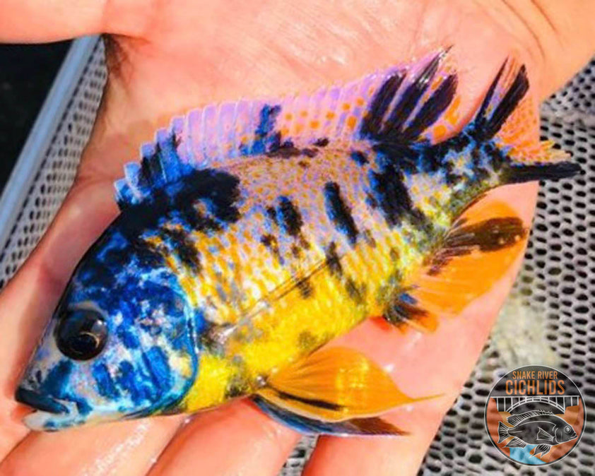 Taiwan Reef OB Cichlid – Snake River Cichlids