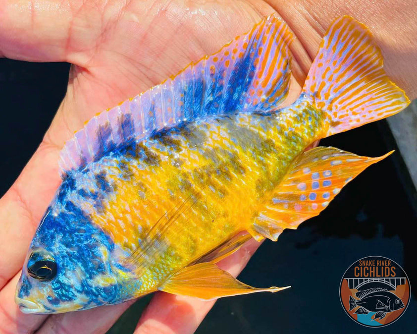 Taiwan Reef OB Cichlid – Snake River Cichlids