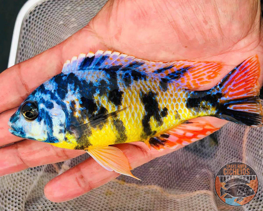 Taiwan Reef OB Cichlid – Snake River Cichlids