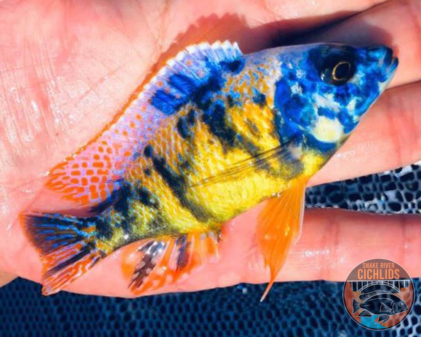 Taiwan Reef OB Cichlid – Snake River Cichlids