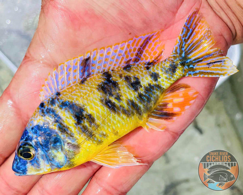 Taiwan Reef OB Cichlid – Snake River Cichlids