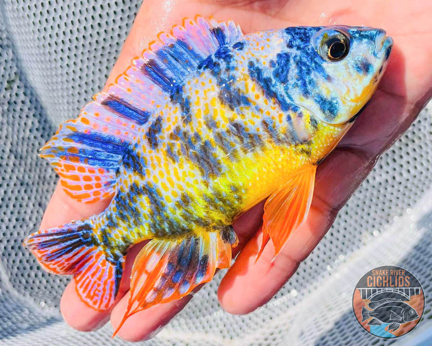 Taiwan Reef OB Cichlid – Snake River Cichlids