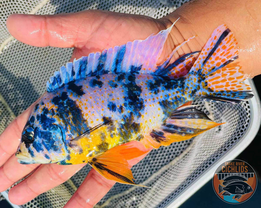 Taiwan Reef OB Cichlid – Snake River Cichlids