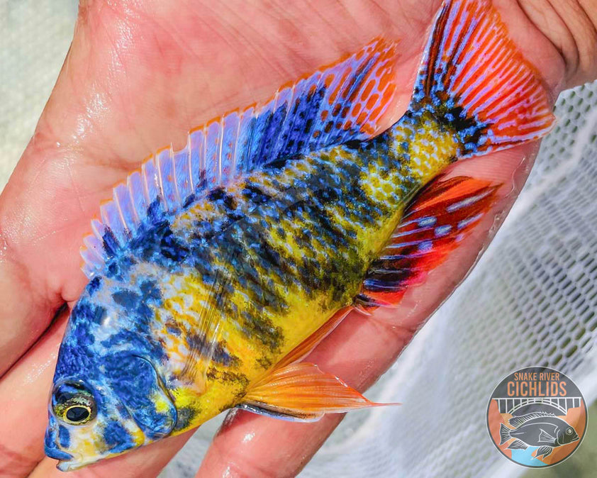 Taiwan Reef OB Cichlid – Snake River Cichlids