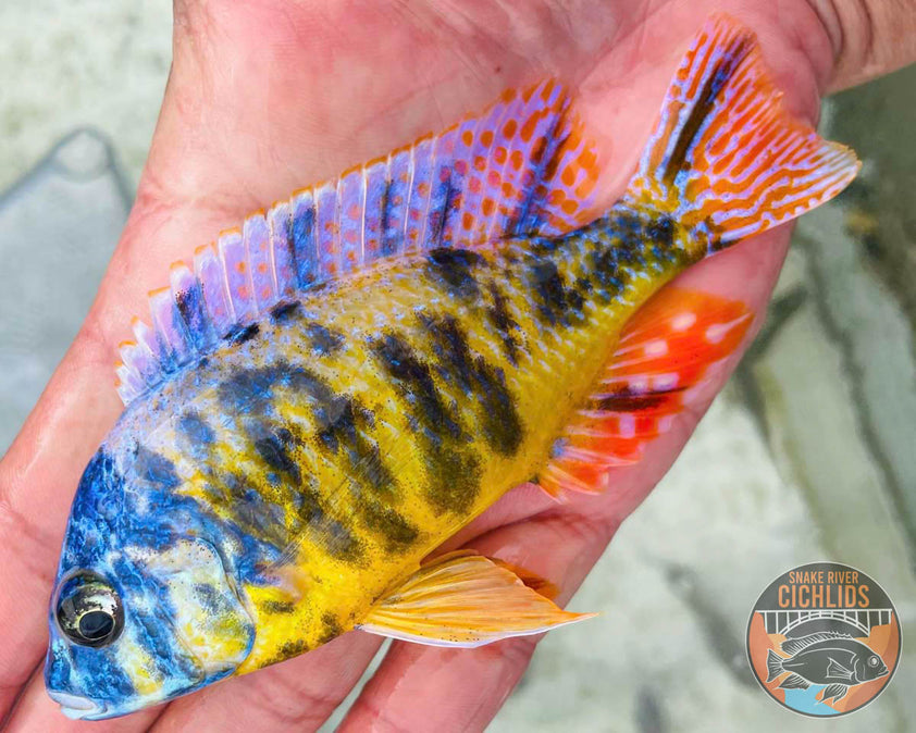 Taiwan Reef OB Cichlid – Snake River Cichlids