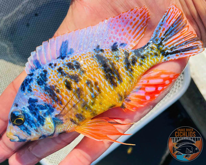 Taiwan Reef OB Cichlid – Snake River Cichlids