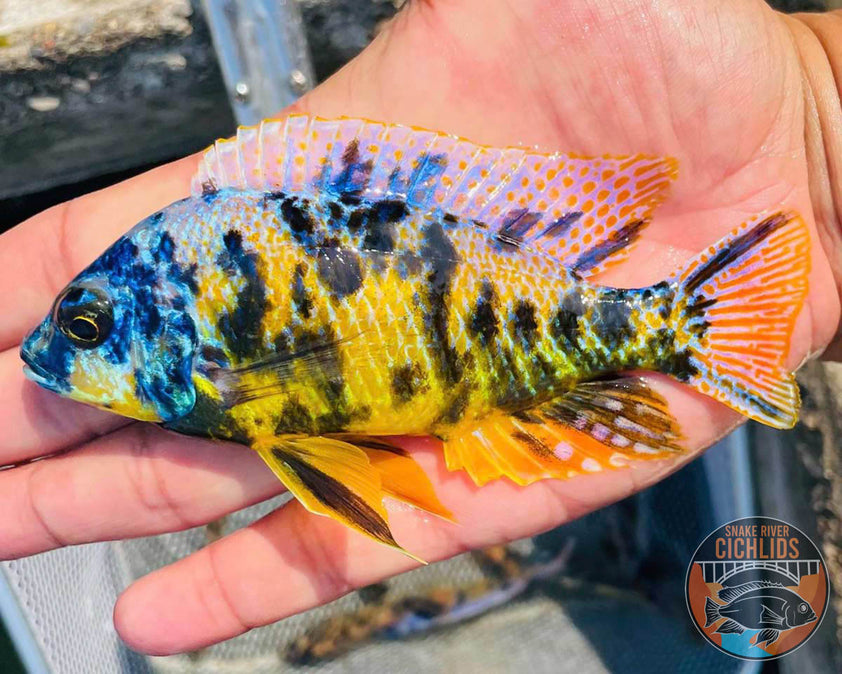Taiwan Reef OB Cichlid – Snake River Cichlids