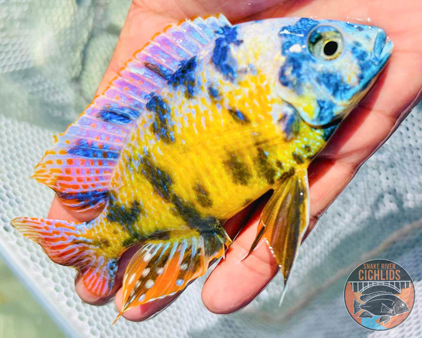 Taiwan Reef OB Cichlid – Snake River Cichlids