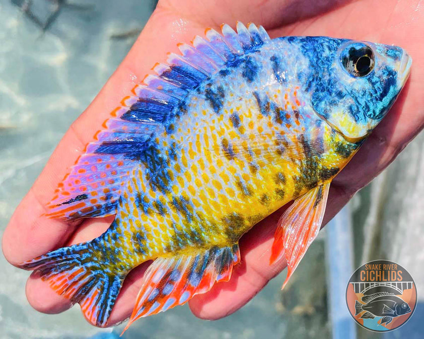 Taiwan Reef OB Cichlid – Snake River Cichlids
