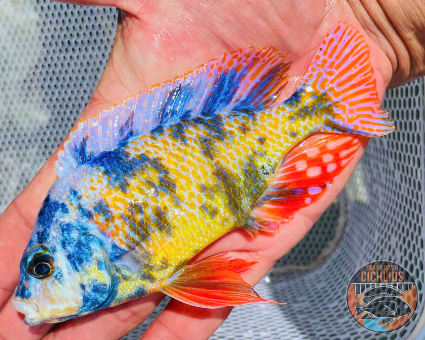 Taiwan Reef OB Cichlid – Snake River Cichlids