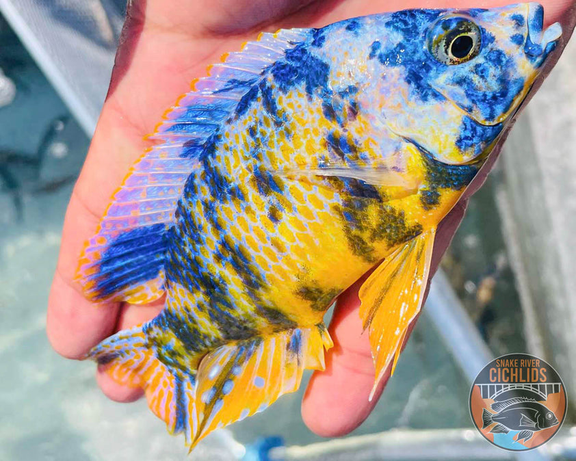Taiwan Reef OB Cichlid – Snake River Cichlids