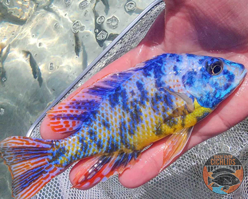 Taiwan Reef OB Cichlid – Snake River Cichlids