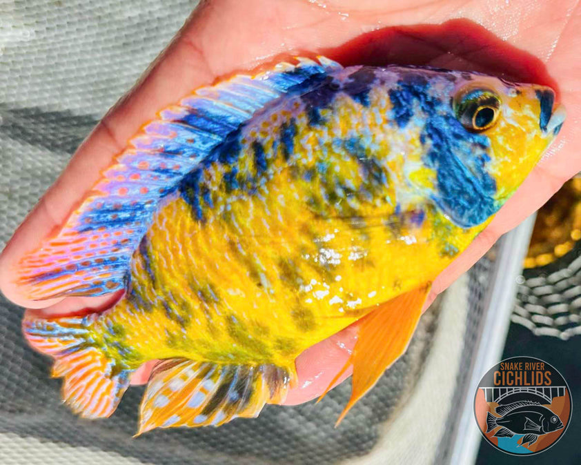 Taiwan Reef OB Cichlid – Snake River Cichlids