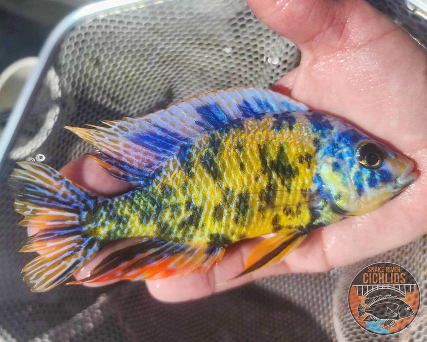 Taiwan Reef OB Cichlid – Snake River Cichlids