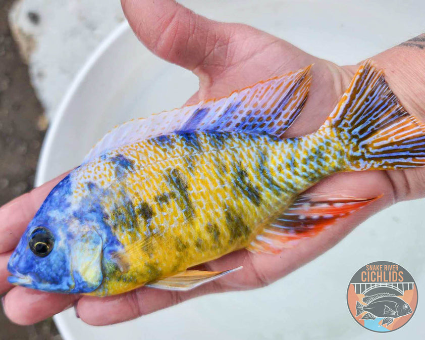 Taiwan Reef OB Cichlid – Snake River Cichlids