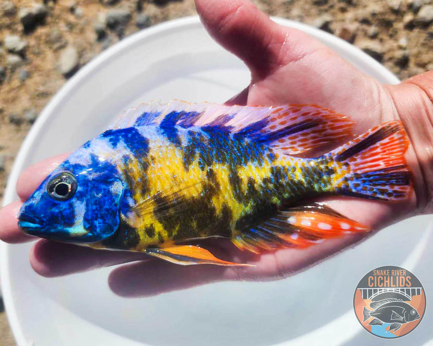 Taiwan Reef OB Cichlid – Snake River Cichlids