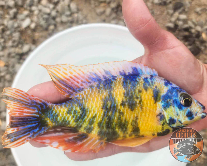 Taiwan Reef OB Cichlid – Snake River Cichlids