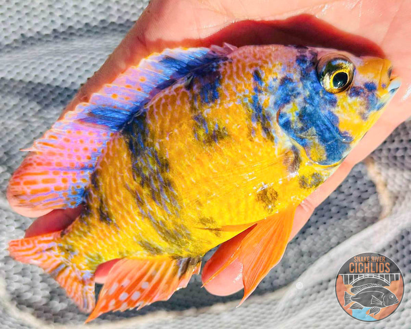 Taiwan Reef OB Cichlid – Snake River Cichlids