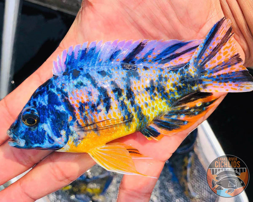 Taiwan Reef OB Cichlid – Snake River Cichlids