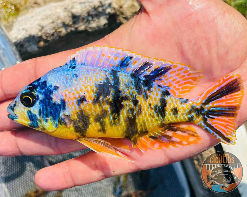 Taiwan Reef OB Cichlid – Snake River Cichlids