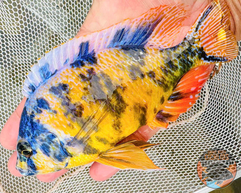 Taiwan Reef OB Cichlid – Snake River Cichlids