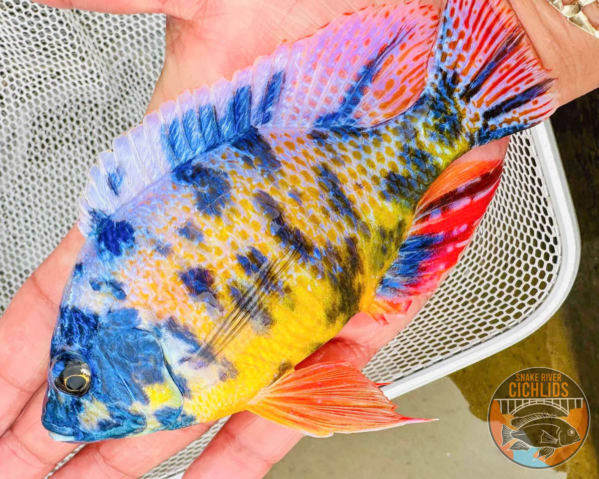 Taiwan Reef OB Cichlid – Snake River Cichlids
