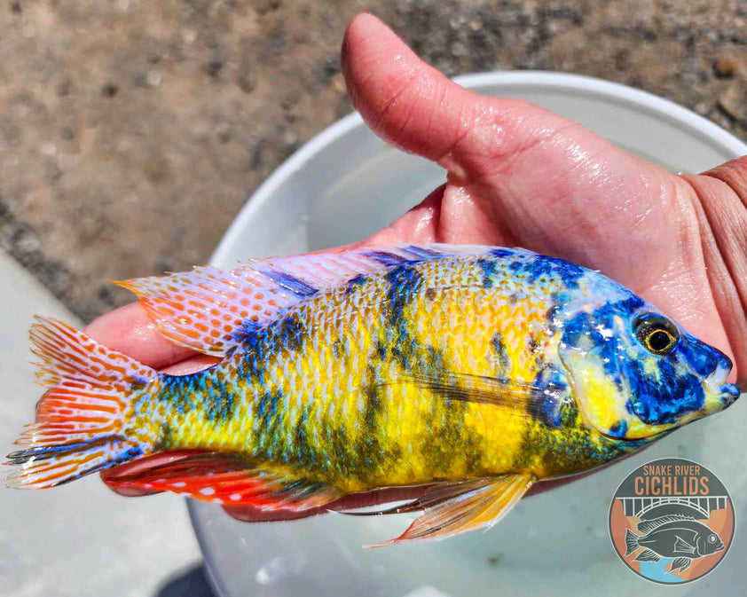 Taiwan Reef OB Cichlid – Snake River Cichlids