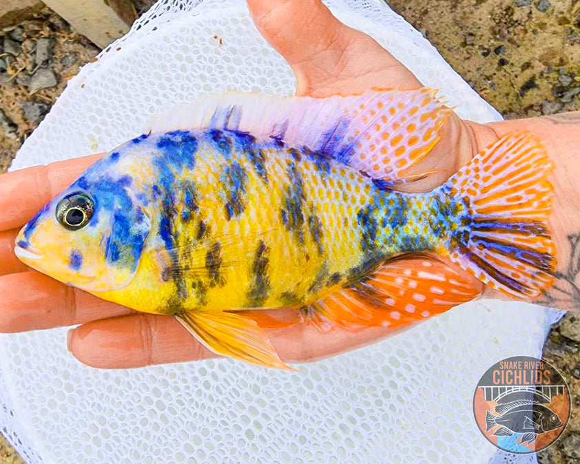 Taiwan Reef OB Cichlid – Snake River Cichlids