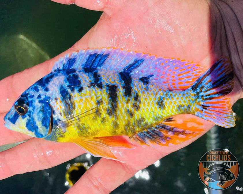 Taiwan Reef OB Cichlid – Snake River Cichlids