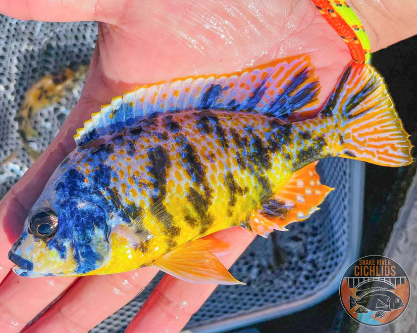 Taiwan Reef OB Cichlid – Snake River Cichlids