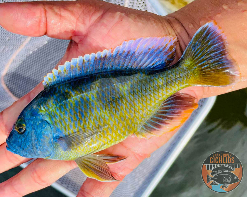 Venustus Giraffe Hap Cichlid – Snake River Cichlids